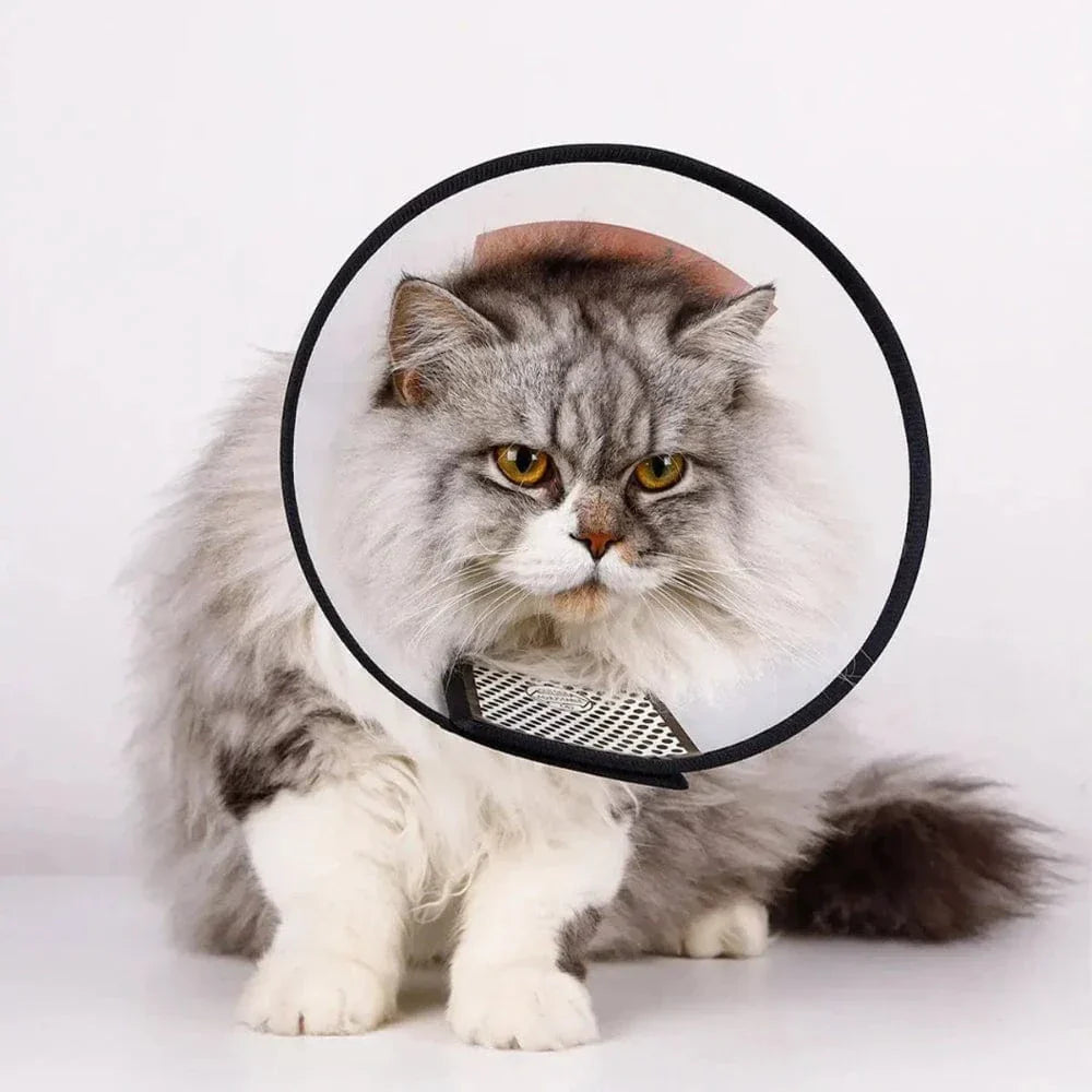 Collerette pour chat | Meilleures protections post-opératoire & plaies